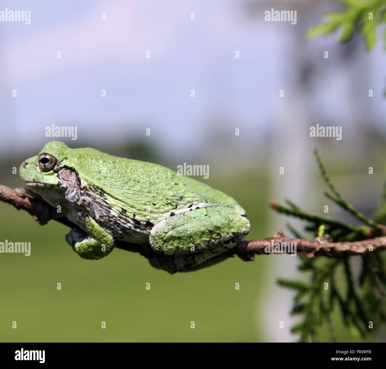 Green tree frog close up hanging on a tree branch Stock Photo - Alamy