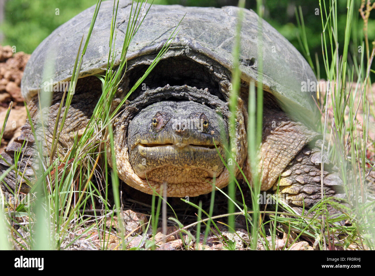 Old snapping turtle hi-res stock photography and images - Alamy