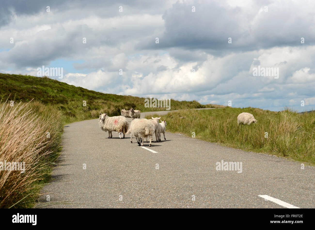 Irish countryside with sheep hi-res stock photography and images - Alamy
