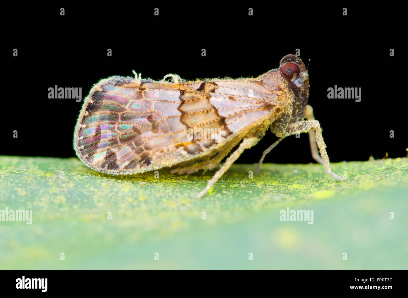 Planthopper High Resolution Stock Photography and Images - Alamy