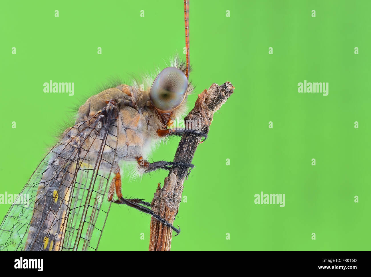 Tropical owlfly hi-res stock photography and images - Alamy