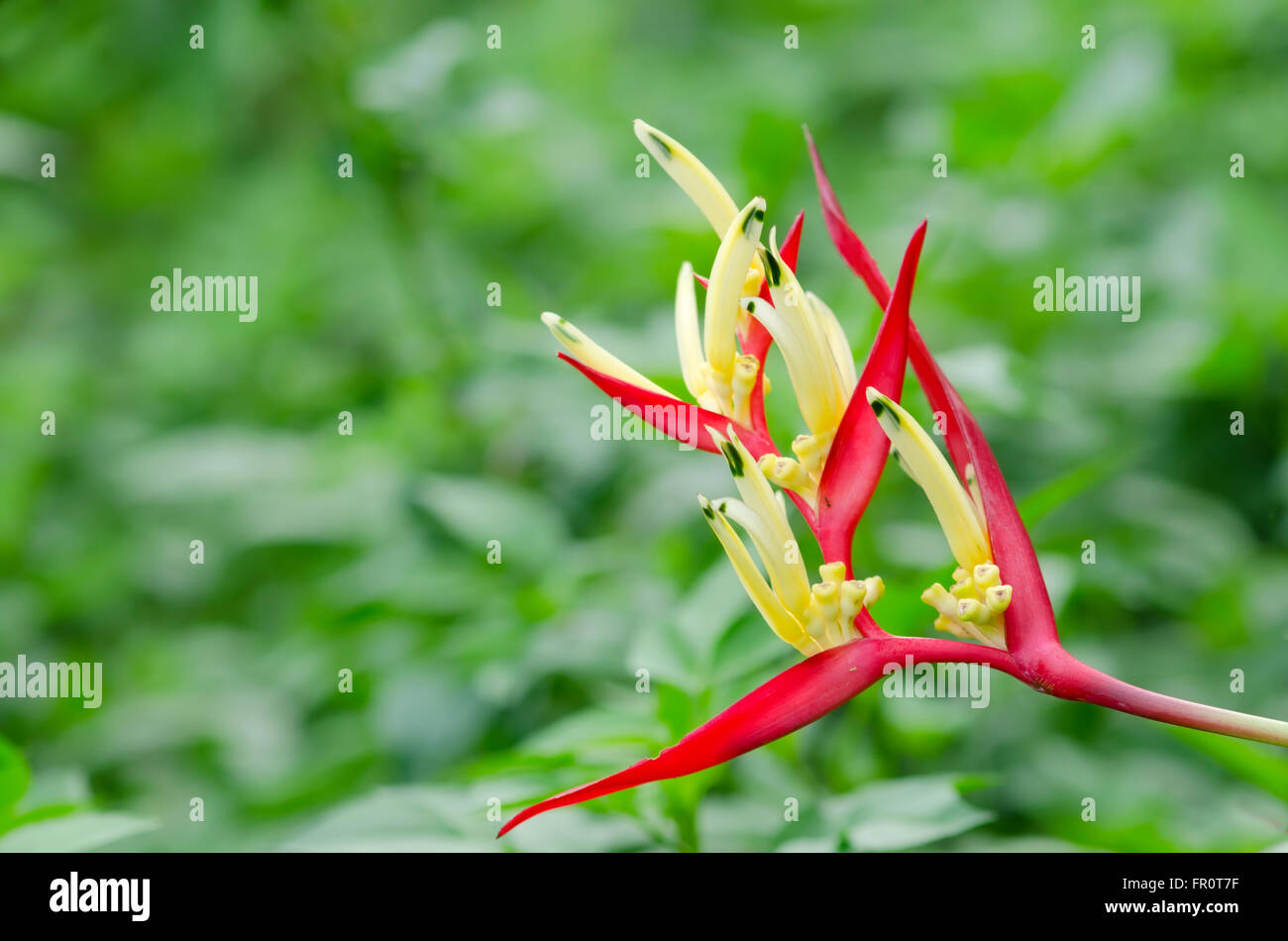 peacock beak flower. heliconia flower Stock Photo - Alamy