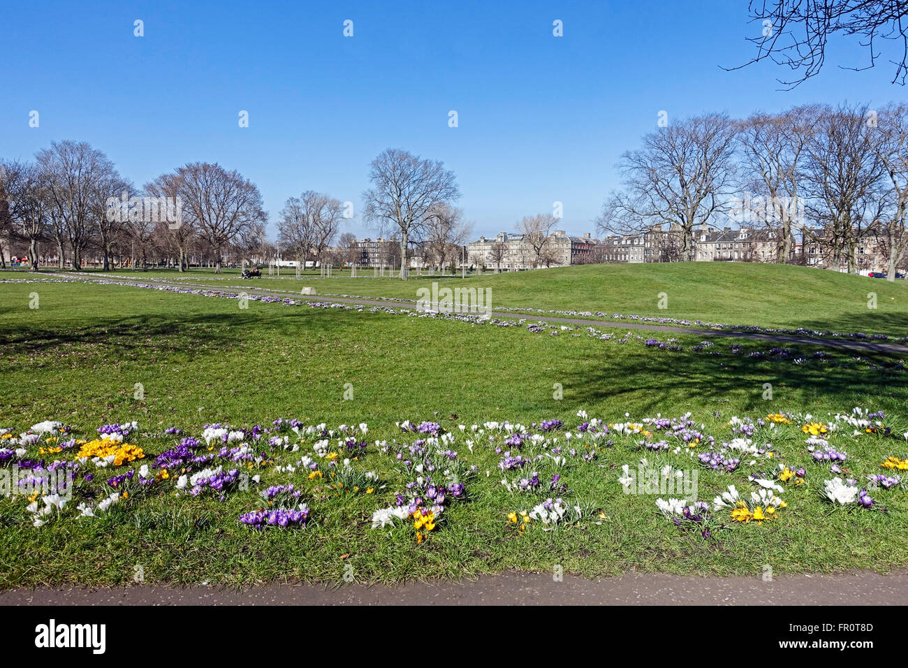 Early spring crocus flower display in Leith Links Leith Edinburgh ...