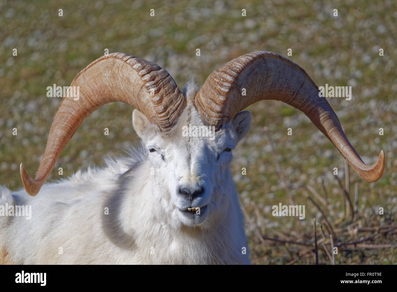 Dall sheep (Dall's sheep), Ovis dalli, is a species of sheep native to northwestern North ...