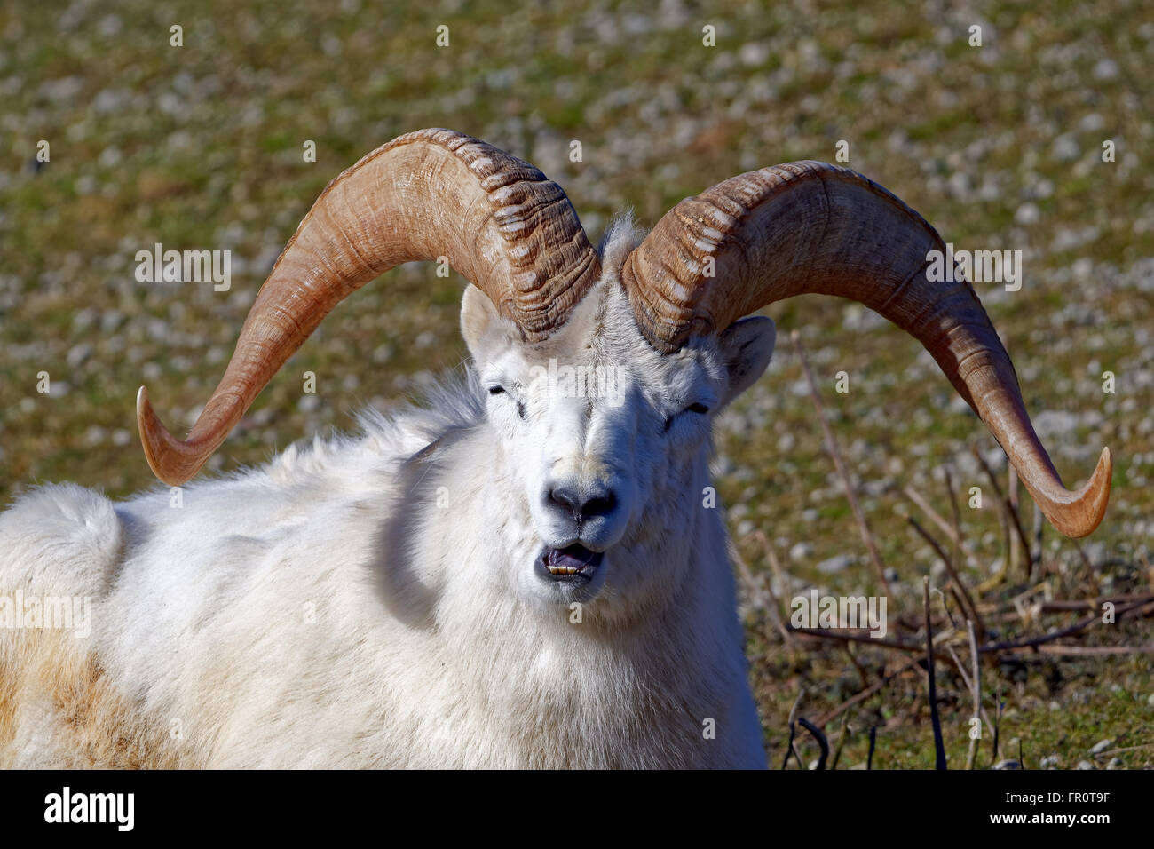 Dall sheep (Dall's sheep), Ovis dalli, is a species of sheep native to ...