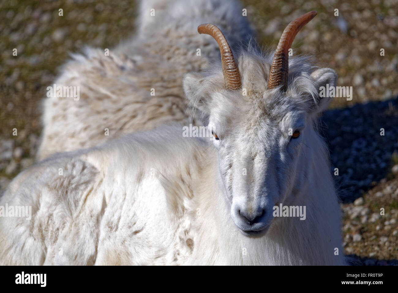 Dall sheep (Dall's sheep), Ovis dalli, is a species of sheep native to northwestern North ...