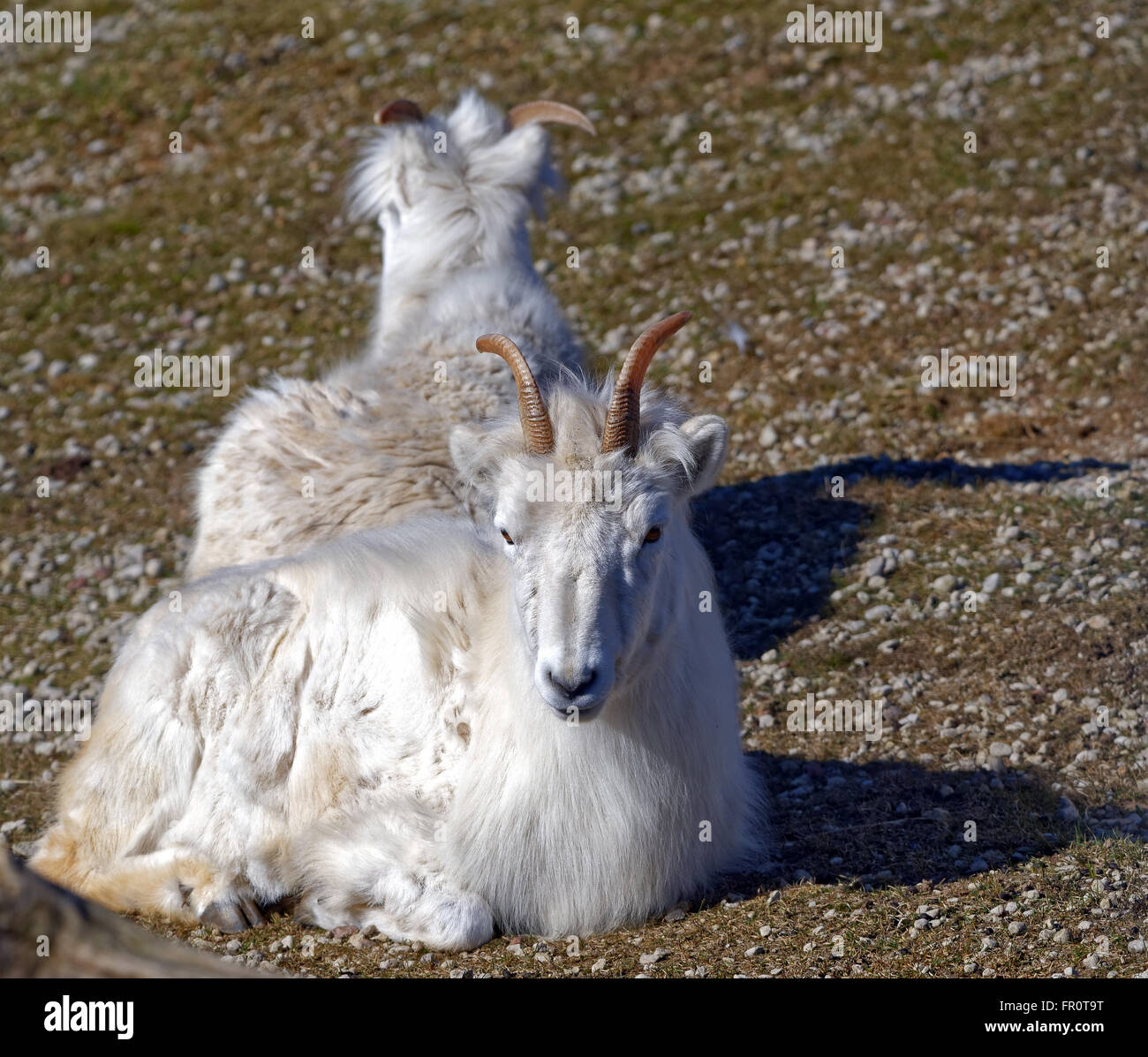 Dall sheep (Dall's sheep), Ovis dalli, is a species of sheep native to northwestern North ...