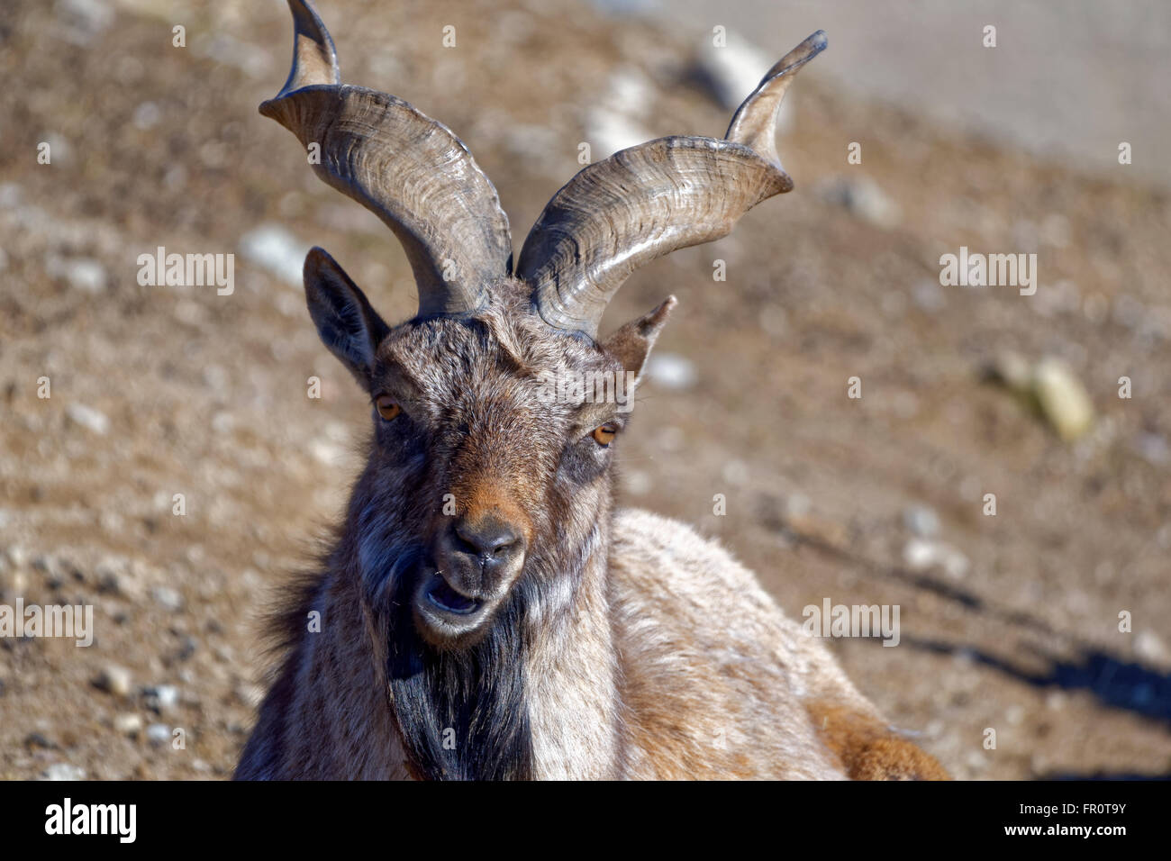Species of wild goat hi-res stock photography and images - Alamy