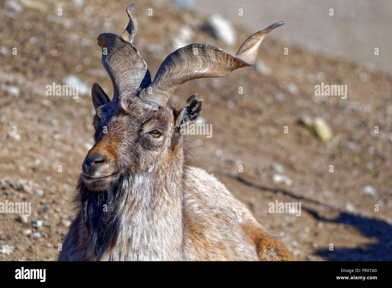 Large capra species hi-res stock photography and images - Alamy