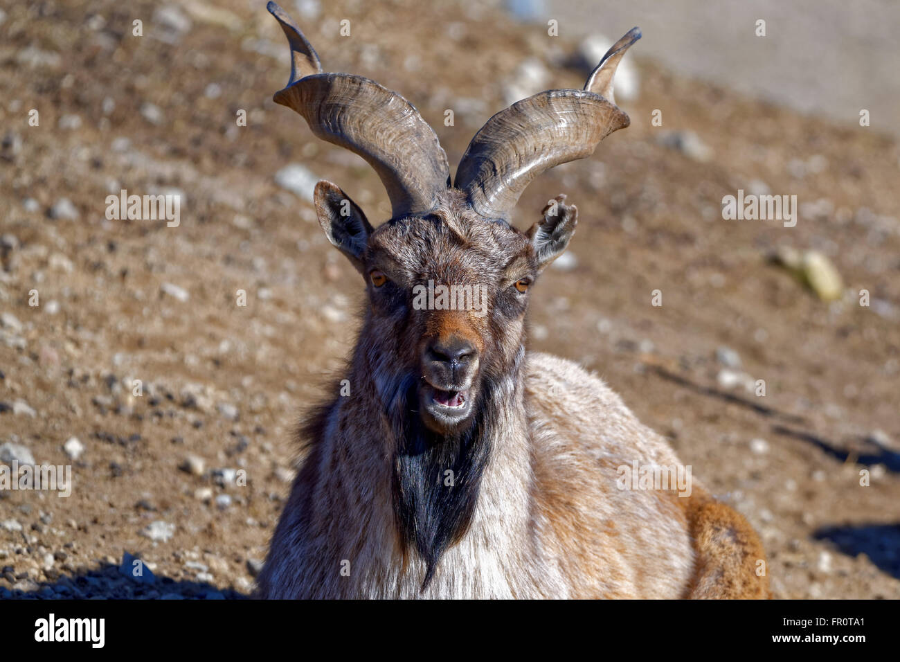 Markhor goat hi-res stock photography and images - Alamy