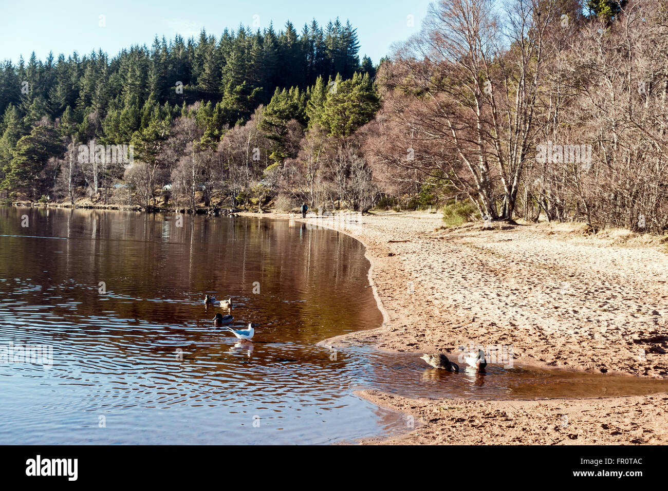 Loch morlich beach hi-res stock photography and images - Alamy