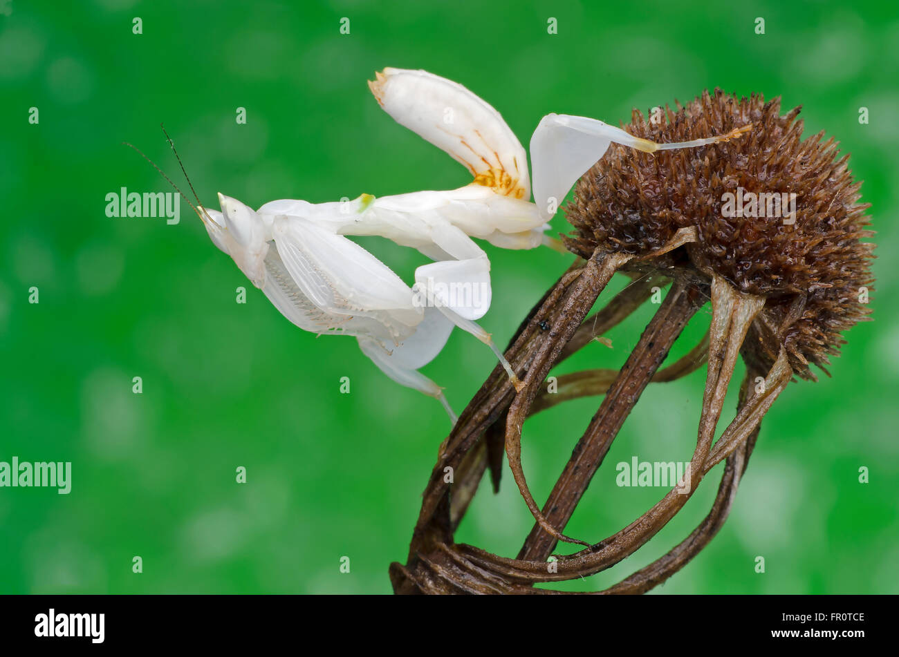 orchid mantis, Hymenopus coronatus. praying mantis mimic orchid flower ...