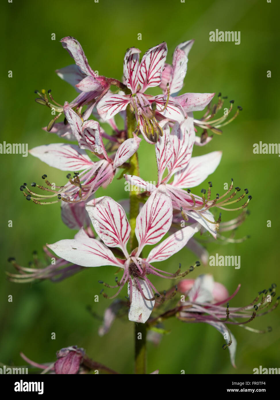Gasplant (Dictamnus albus), Devinska Kobyla Reserve, Slovakia Stock ...