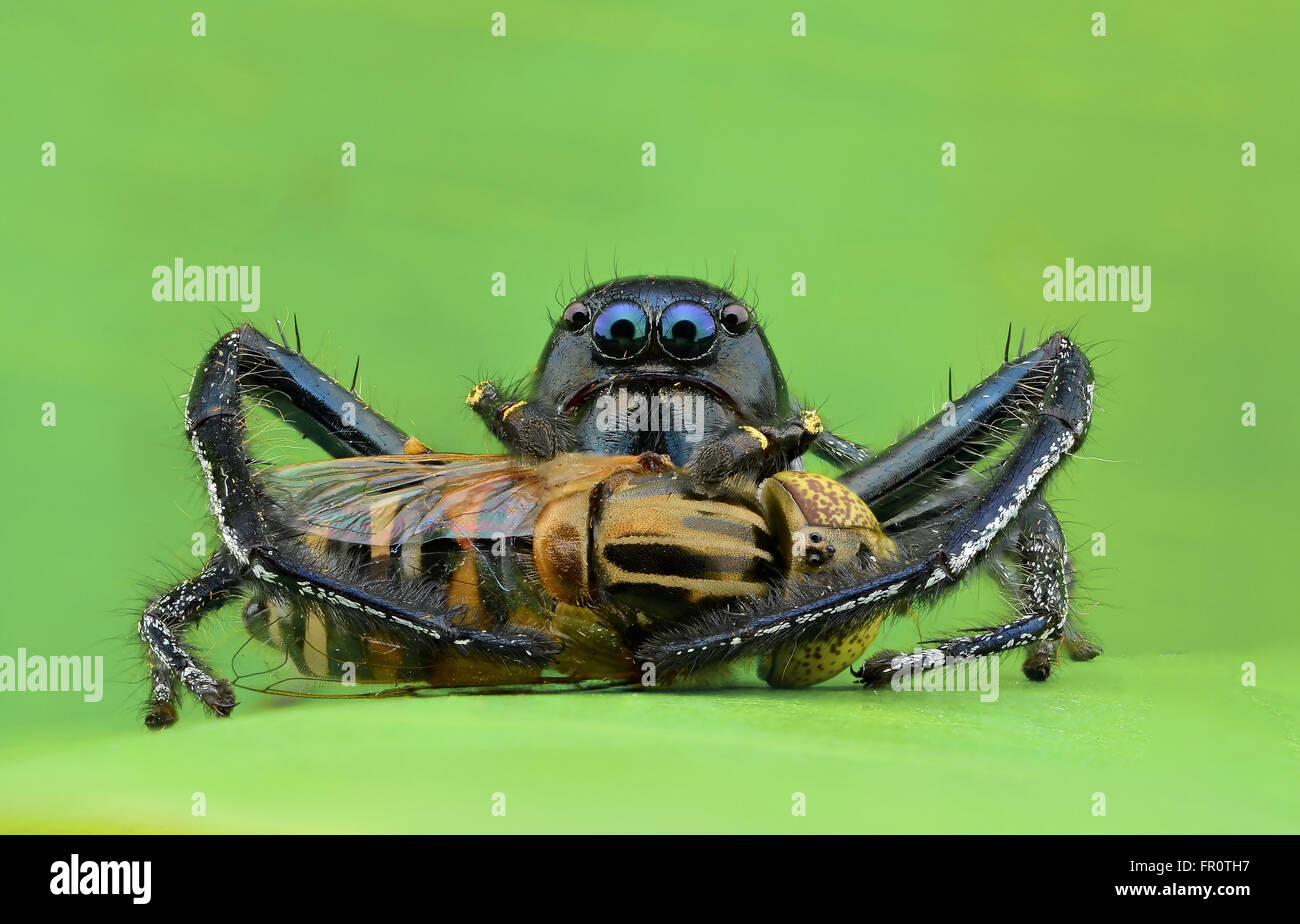 Jumping insects of malaysia hi-res stock photography and images - Alamy