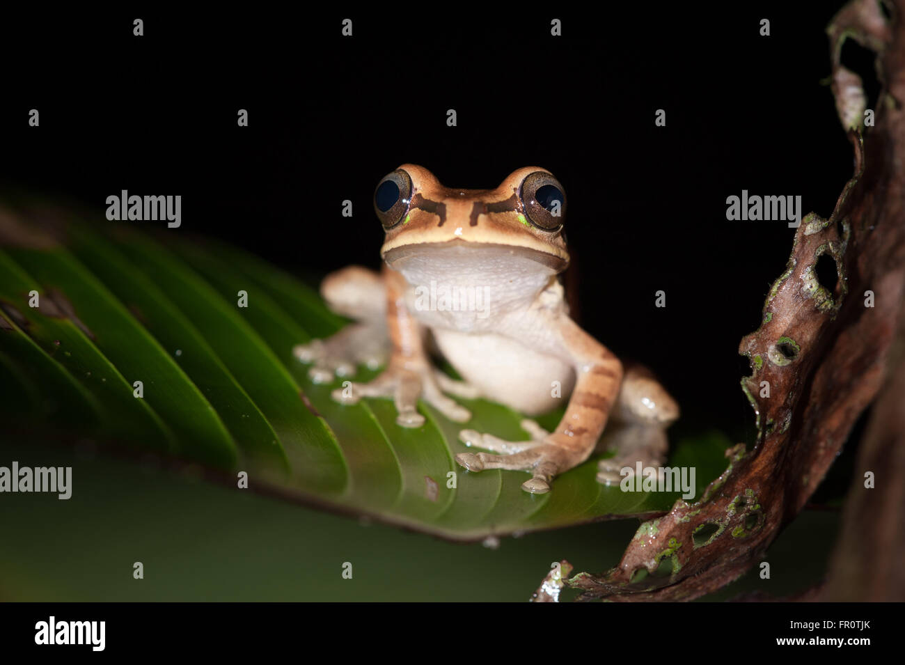 Masked Tree Frog (Smilisca phaeota), Coto Brus, Costa Rica Stock Photo ...