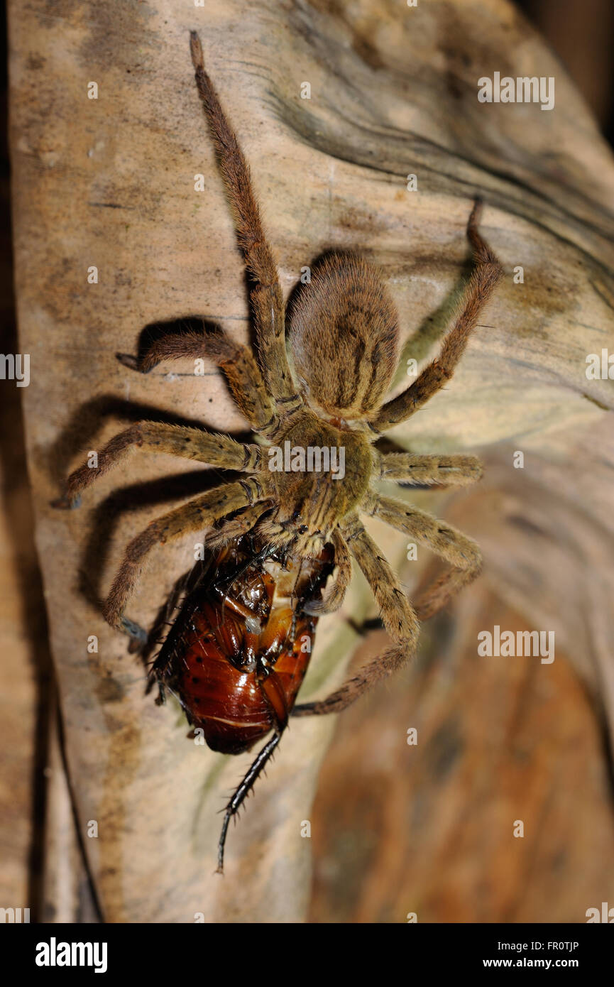 Wandering spider (Cupiennius coccineus) feeding on cockroach, Coto Brus ...