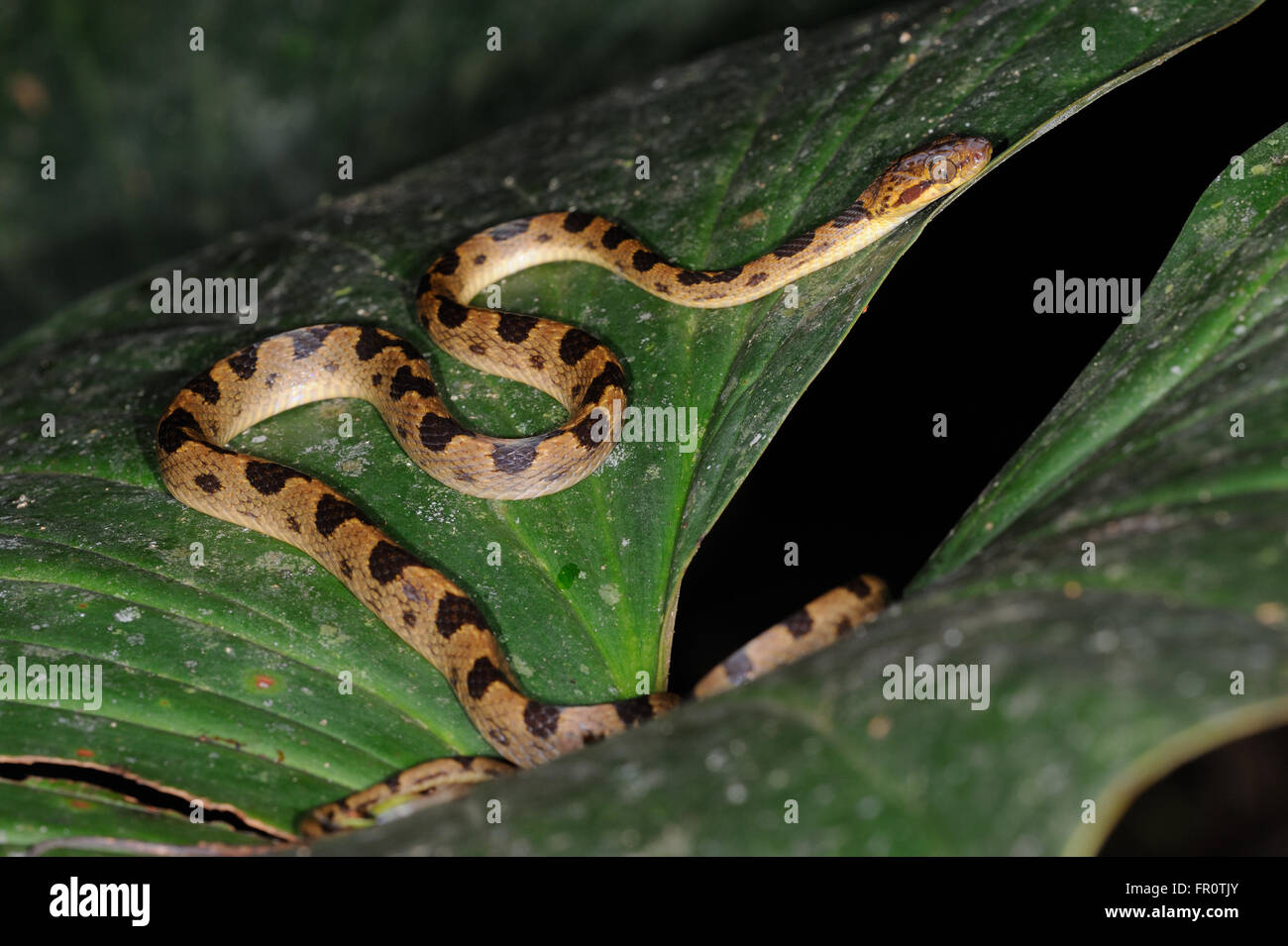 New world snake hi-res stock photography and images - Alamy