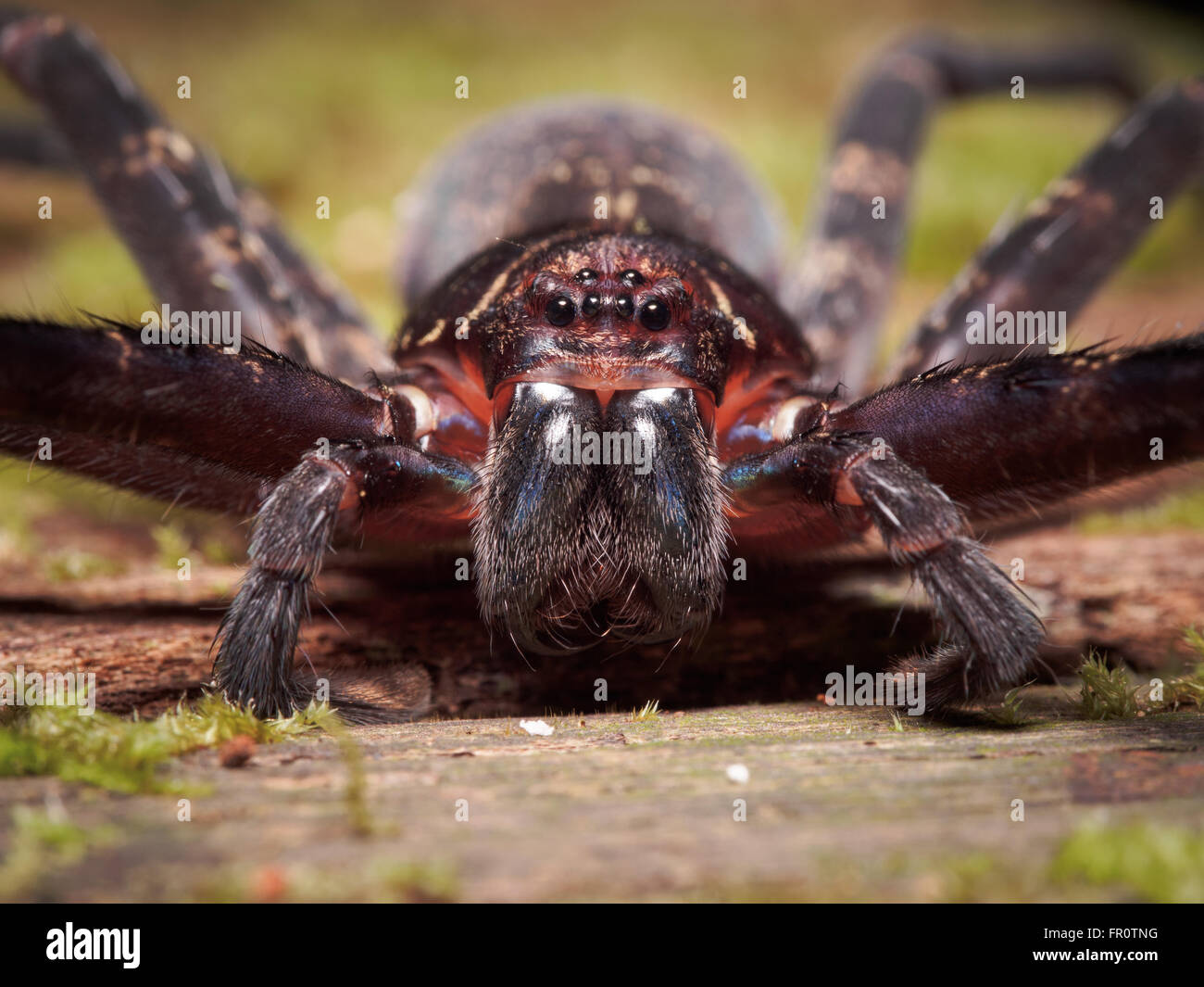 Huntsman spider sparassidae sp hi-res stock photography and images - Alamy