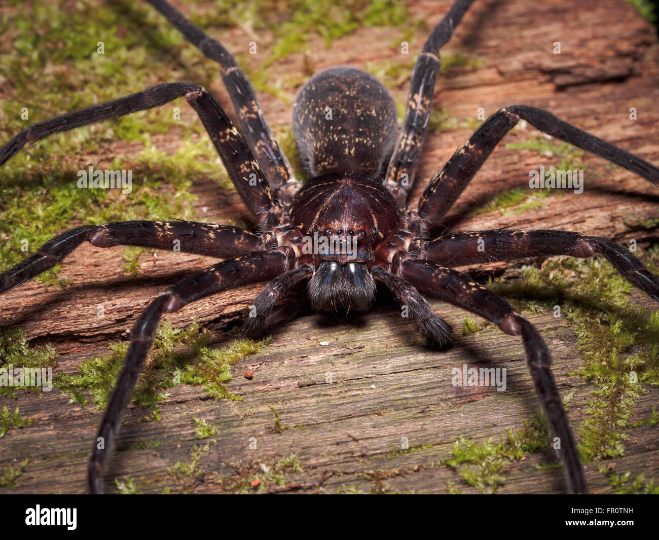 Huntsman spider (Sparassidae sp.), Bako National Park, Borneo, Malaysia ...
