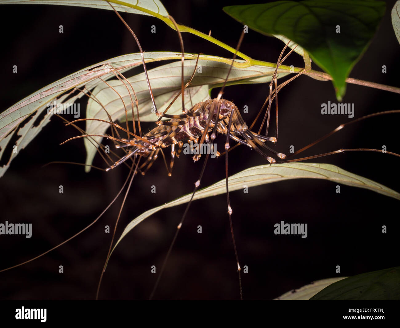 Long legged centipede (Scutigera sp.) Bako National Park, Borneo Stock ...