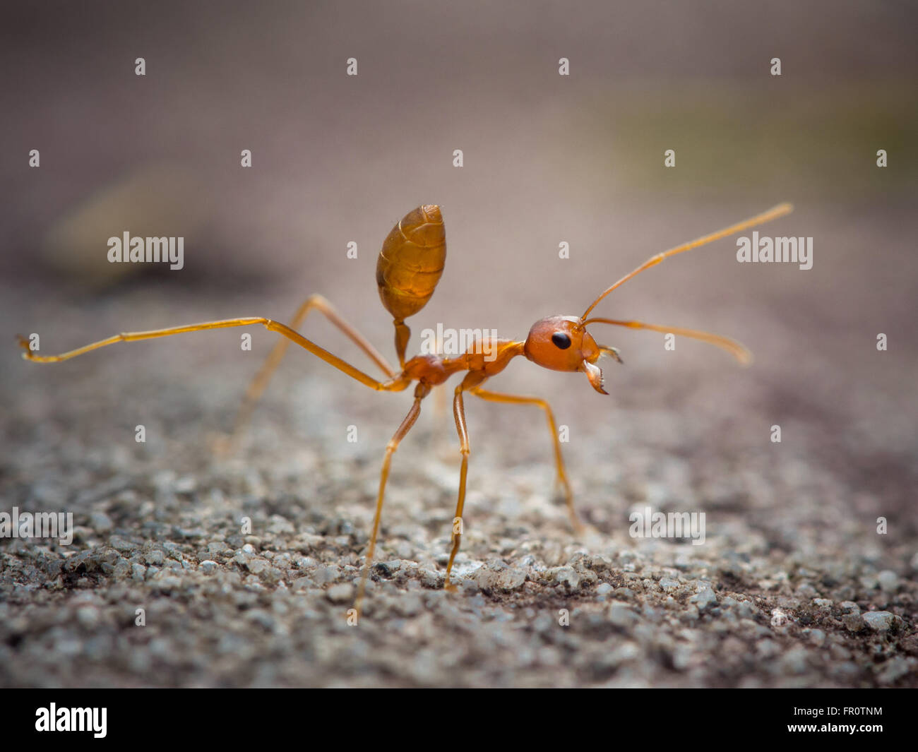 Weaver ant hi-res stock photography and images - Alamy