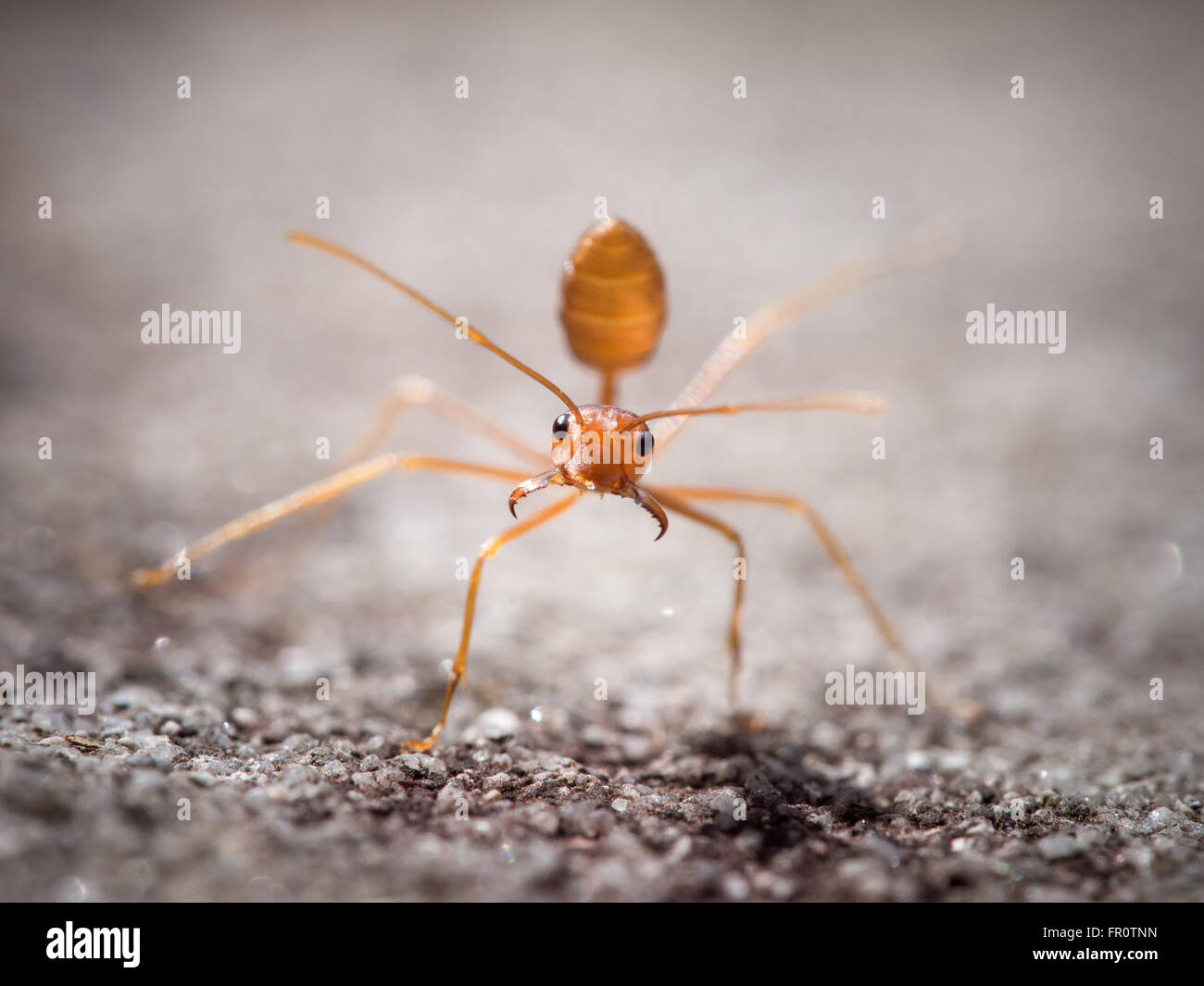 Weaver Ant (Oecophylla Smaragdina), Bako National Park, Borneo ...