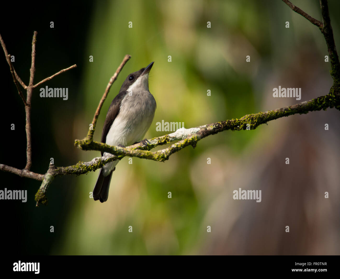 Black winged flycatcher shrike hemipus hirundinaceus hi-res stock ...