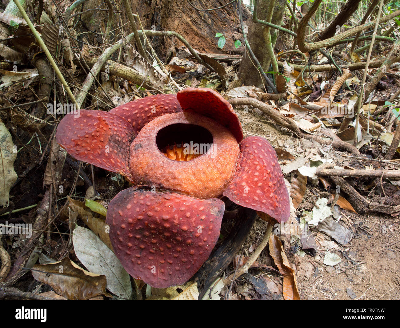Rafflesia rafflesia tuan mudae hi-res stock photography and images - Alamy