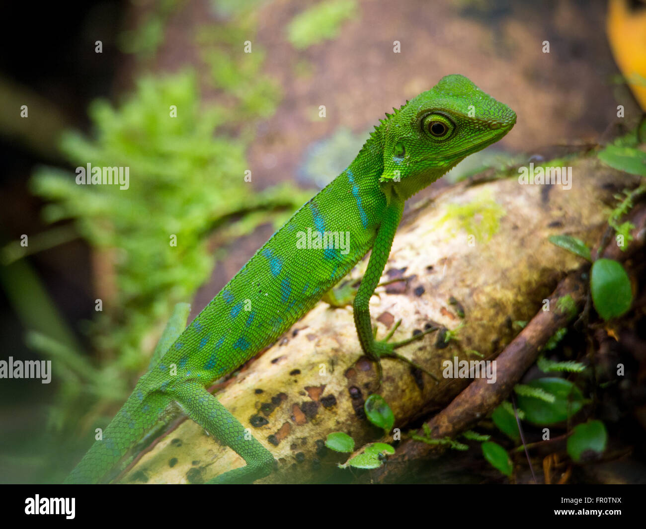 Bronchocela Cristatella Malaysian Green Crested Lizard – Scales And