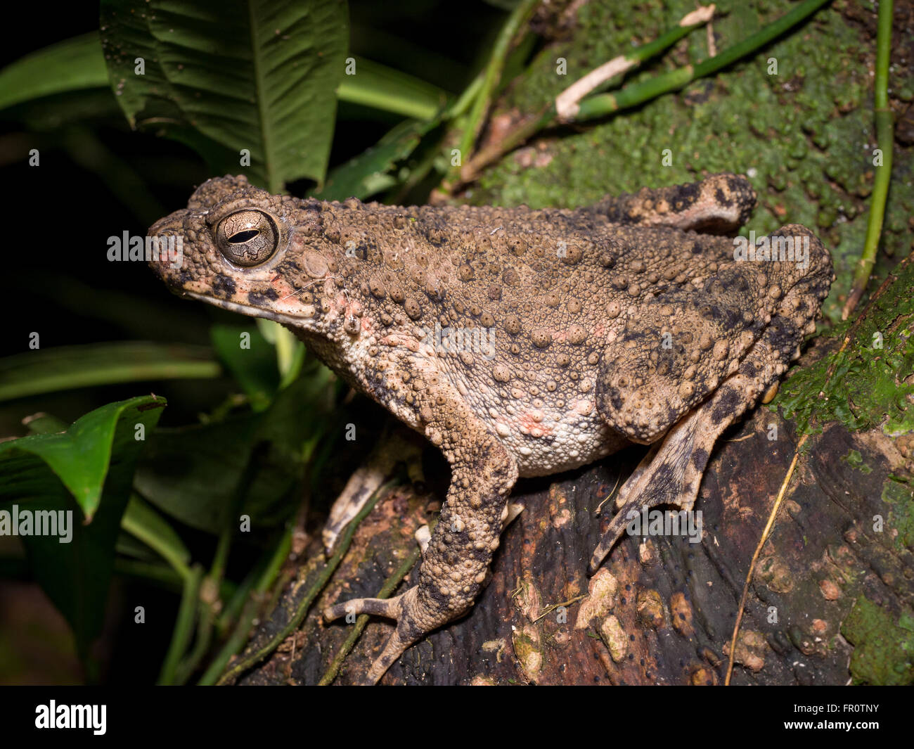 Borneo river toad hi-res stock photography and images - Alamy