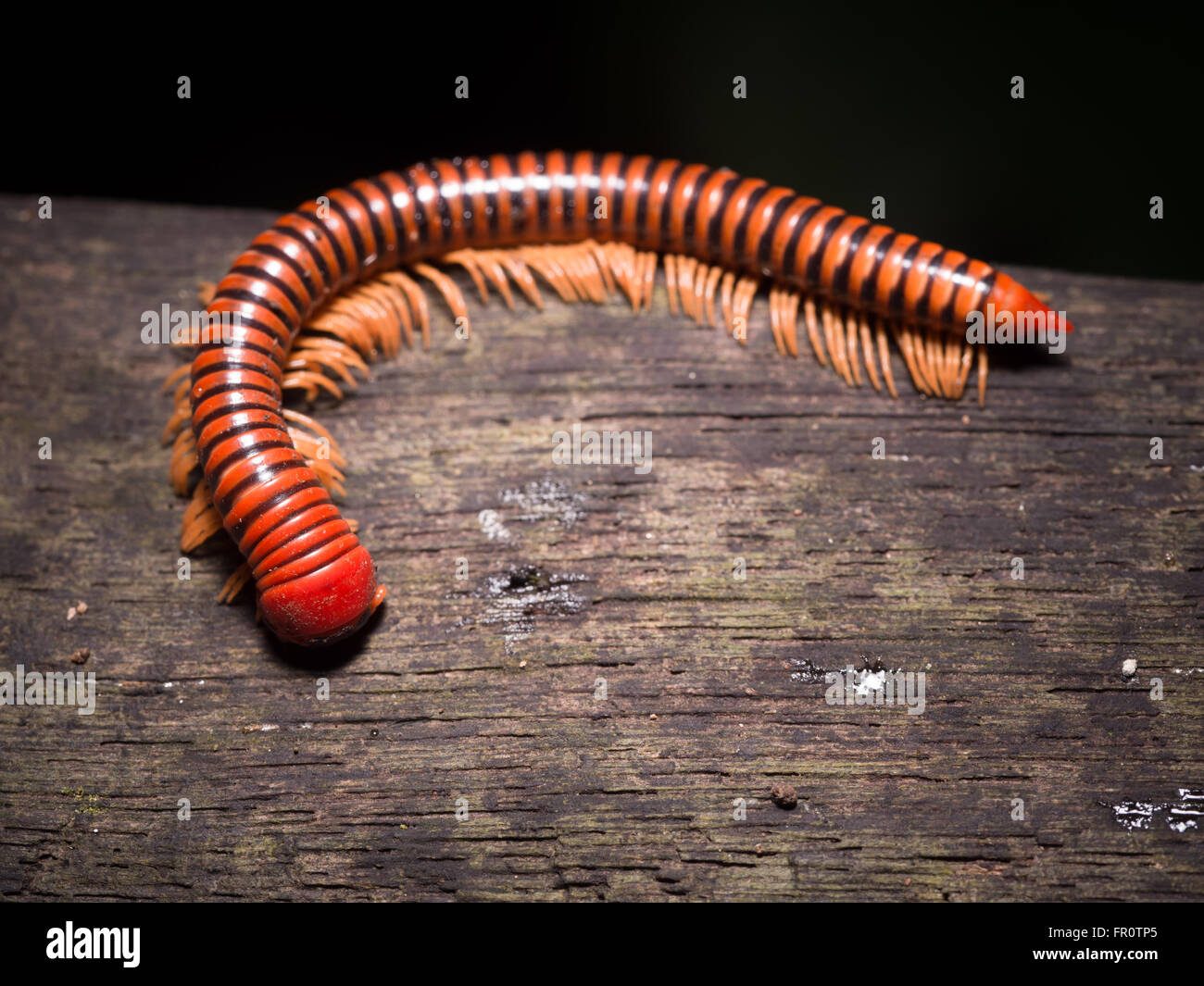 Red millipede hi-res stock photography and images - Alamy