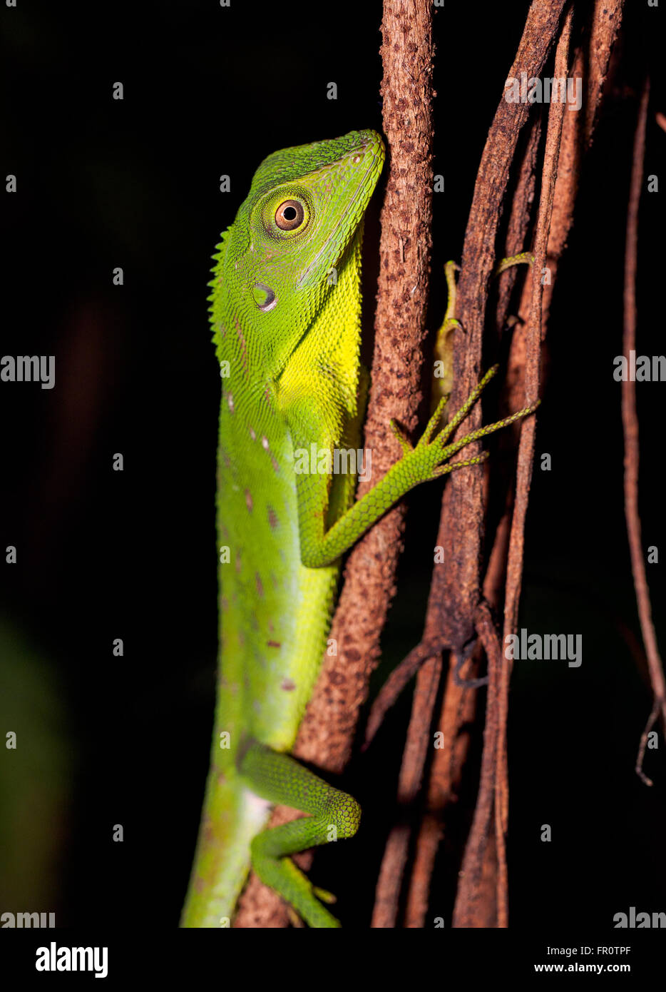Green Crested Lizard (Bronchocela cristatella) Gunung Mulu, Borneo ...