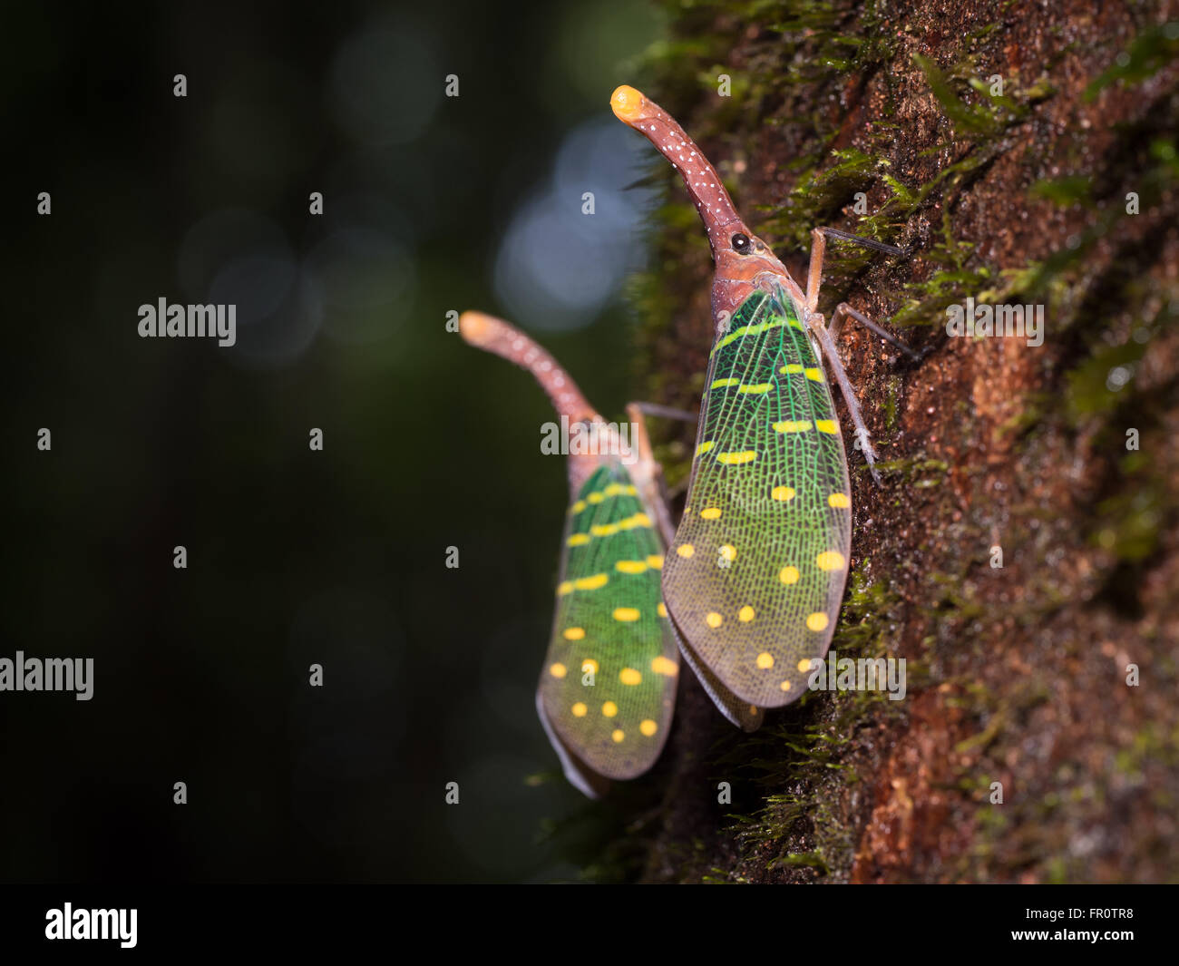 Lantern bug (Pyrops intricata) Gunung Mulu, Borneo, Malaysia Stock ...