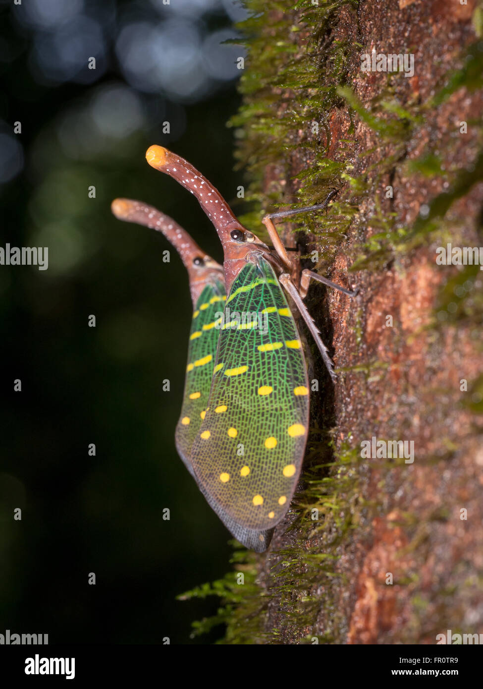 Borneo bug hi-res stock photography and images - Alamy