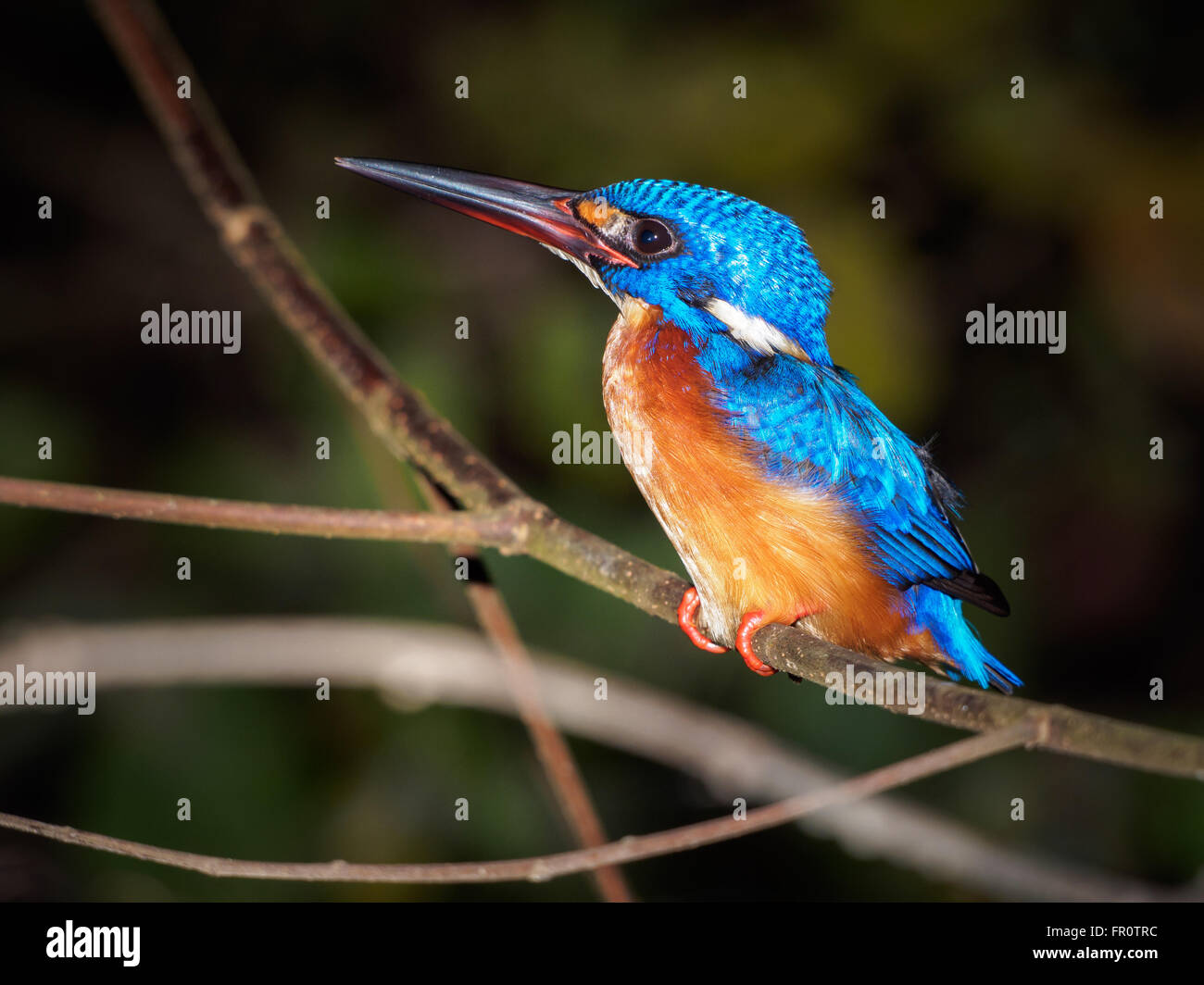 Blue-eared kingfisher (Alcedo meninting), Kinabatangan Wildlife ...