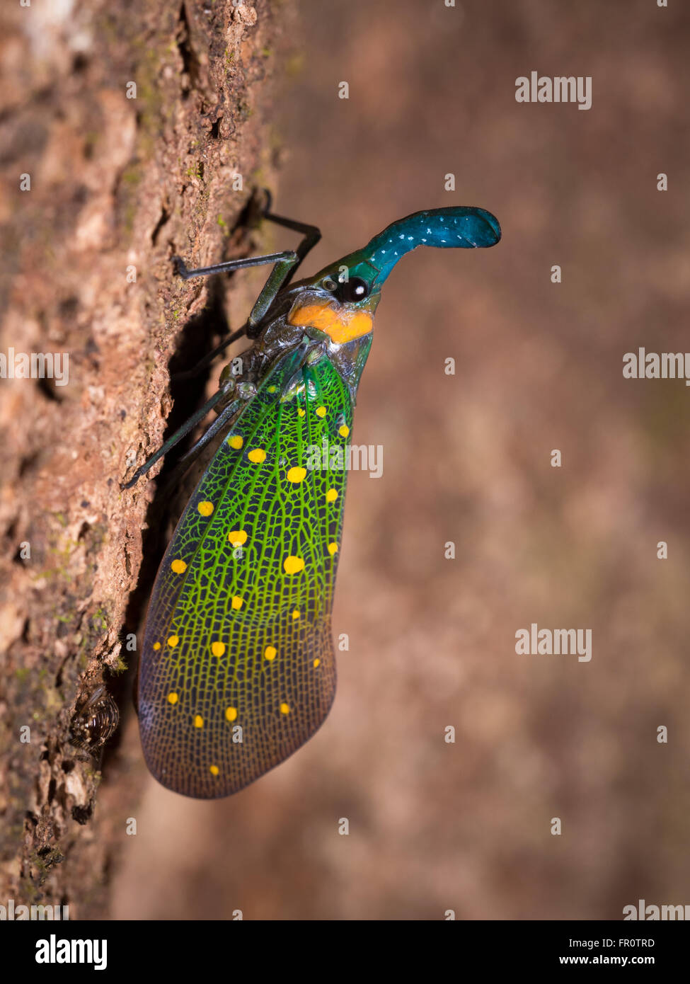 Lantern bug (Pyrops whiteheadi), Kinabatangan Wildlife Sanctuary, Sabah ...
