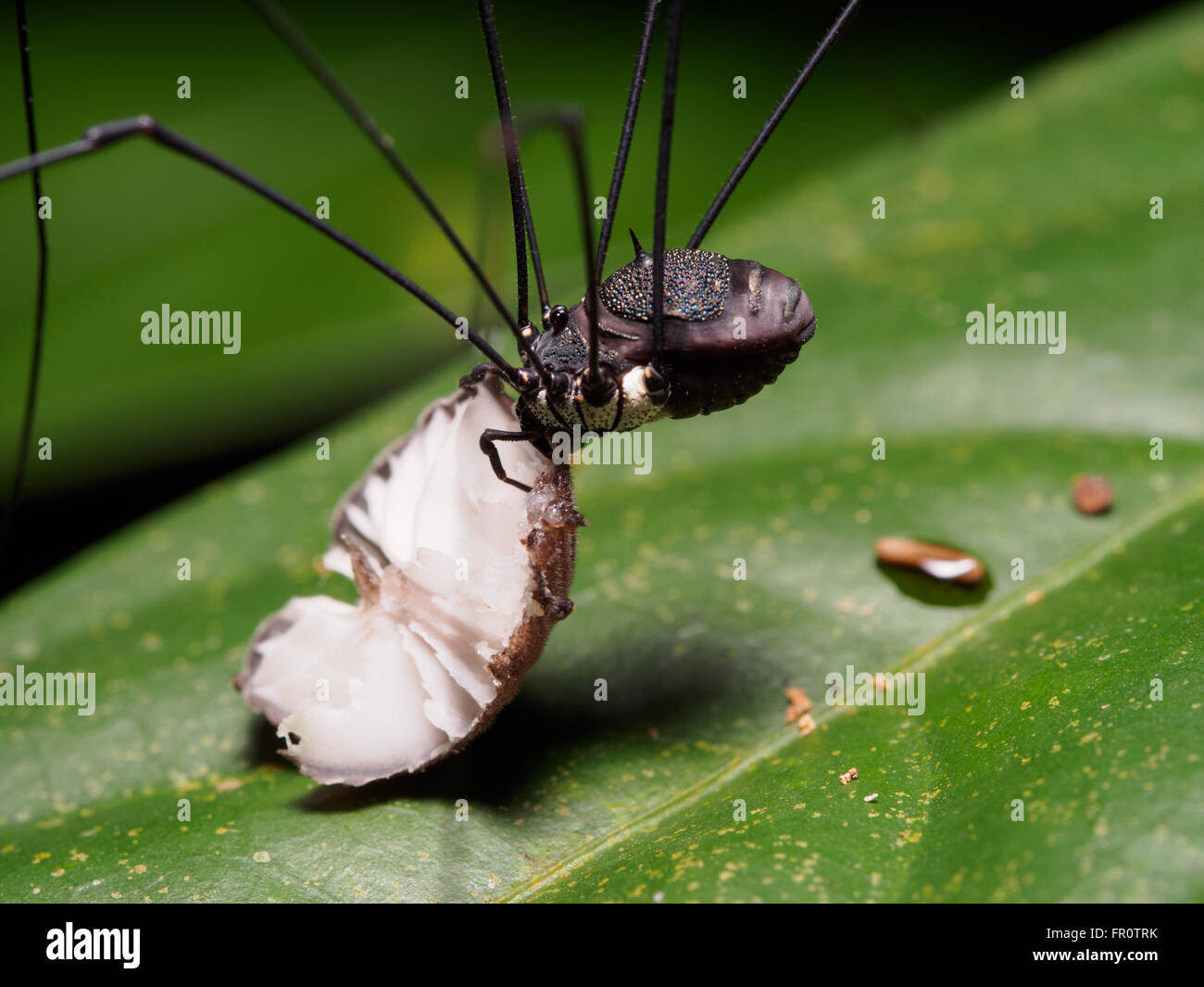 Harvestman eating a mushroom, Tawau Hills Borneo Malaysia Stock Photo ...