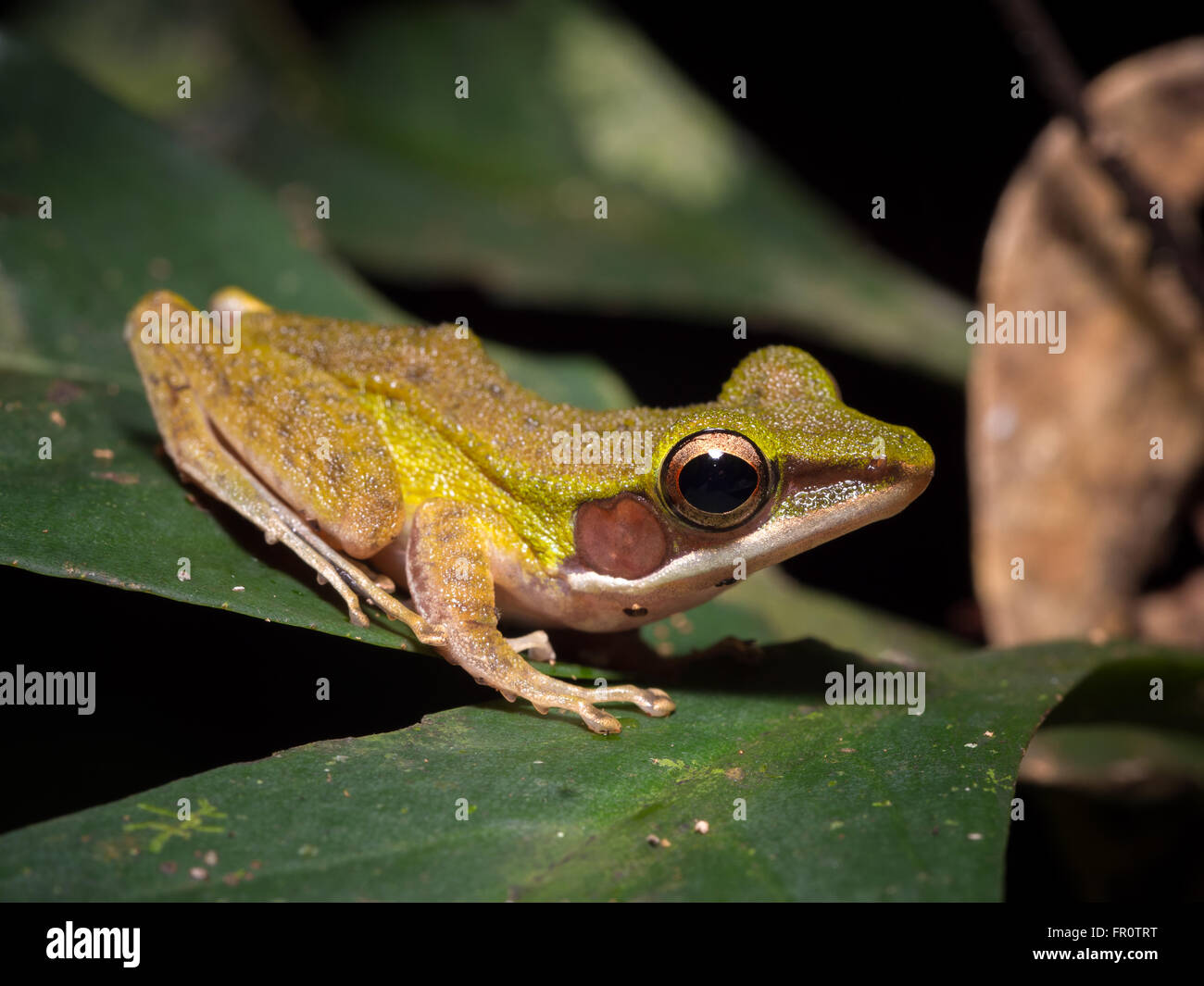 White-lipped Frog (Hylarana raniceps) Tawau Hills Park, Borneo Stock ...