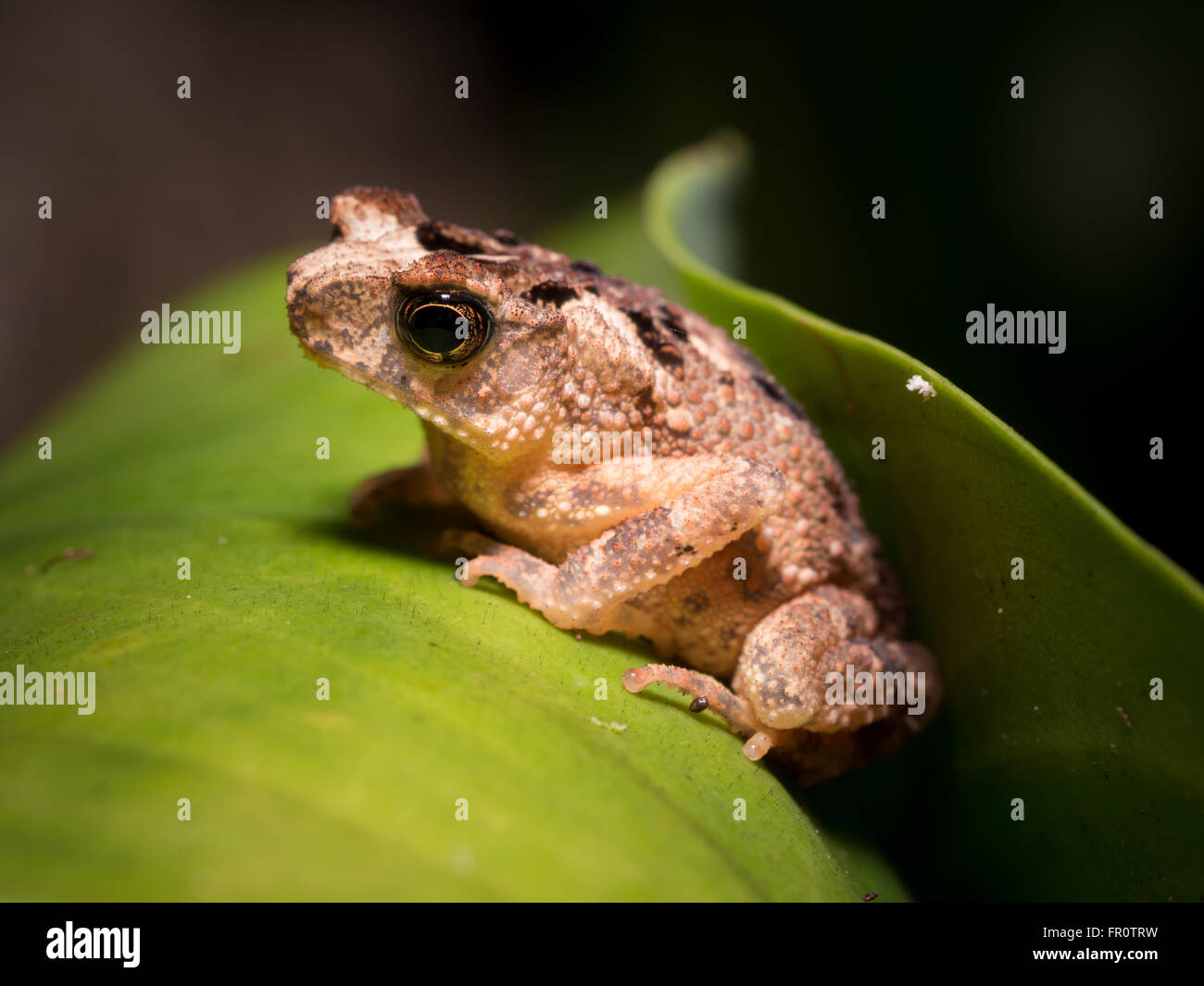 Borneo Forest Toad (Ingerophrynus divergens) Tawau Hills Park, Borneo ...