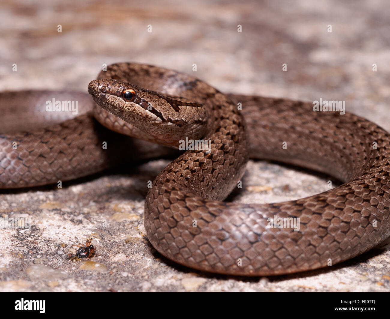 Smooth snake hi-res stock photography and images - Alamy