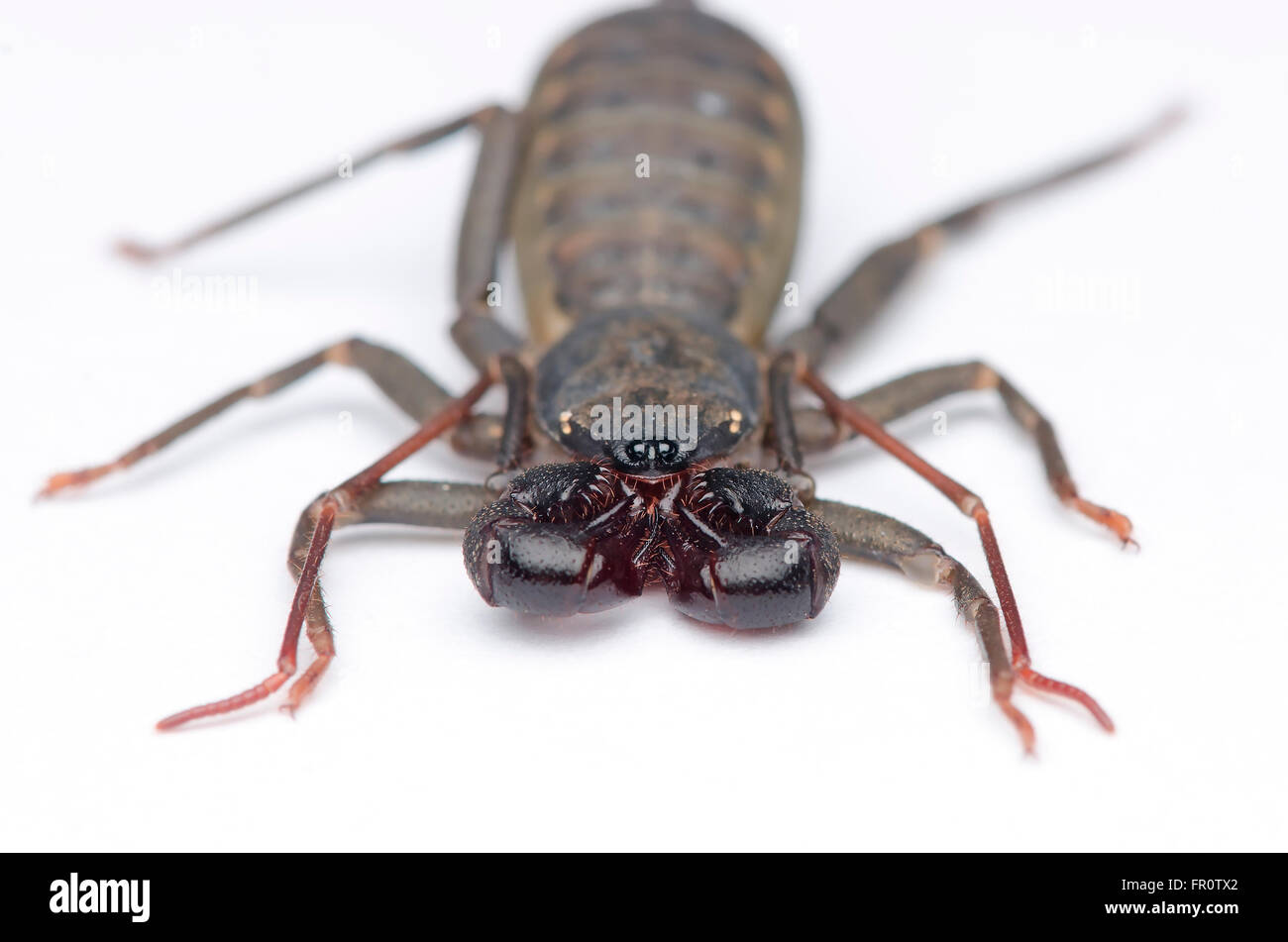whip scorpion. front view isolated on white background Stock Photo - Alamy