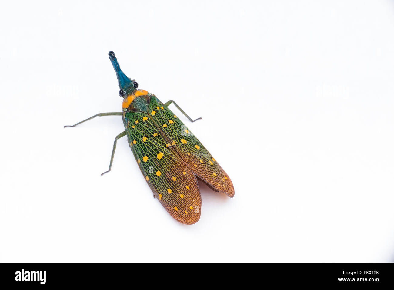 Lantern bug hi-res stock photography and images - Alamy