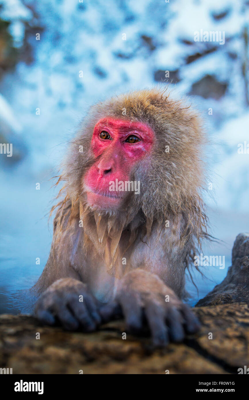 A snow monkey at Jigokudani's hot spring, Japan Stock Photo - Alamy