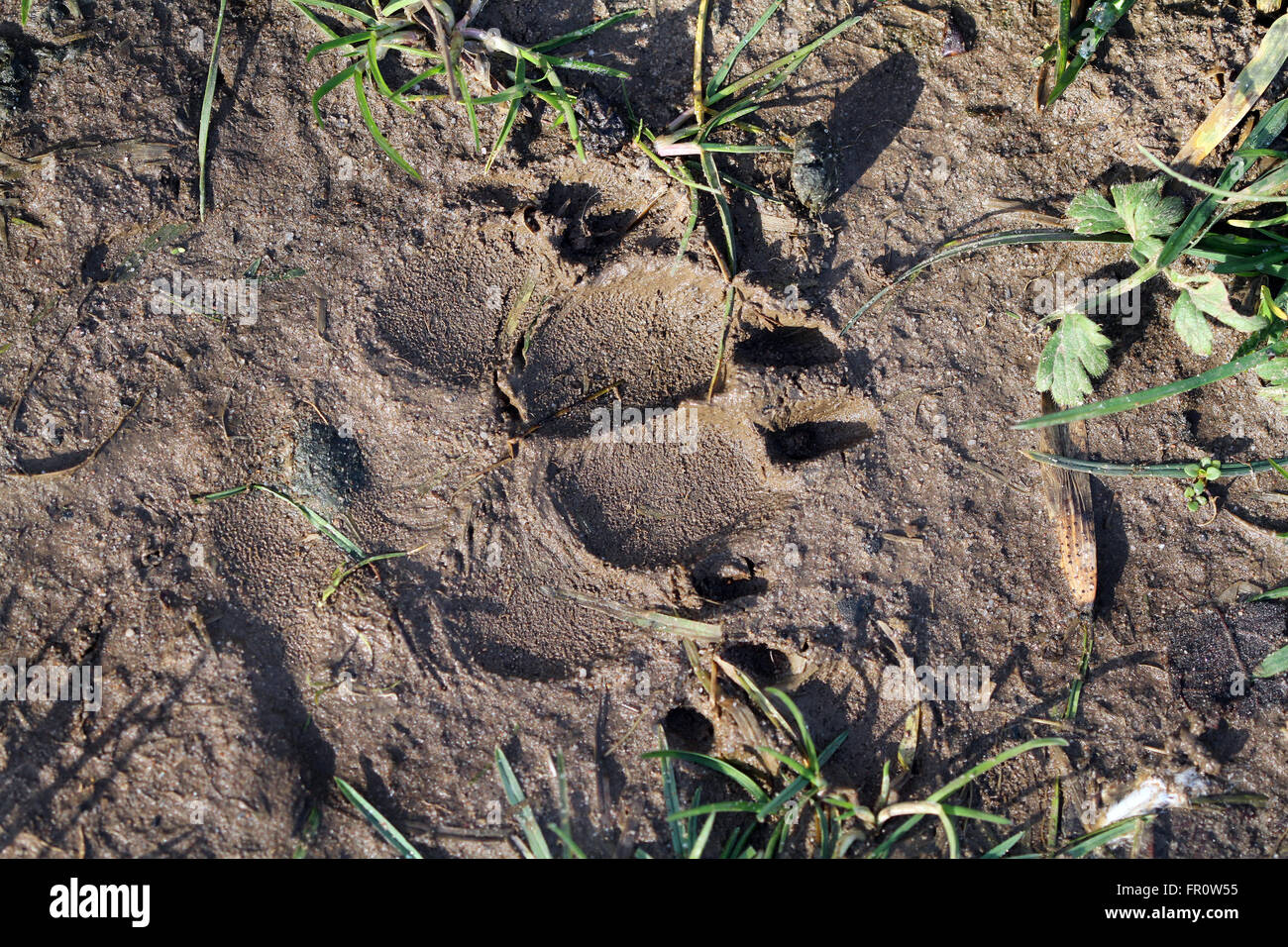 Dog footprint hi-res stock photography and images - Alamy