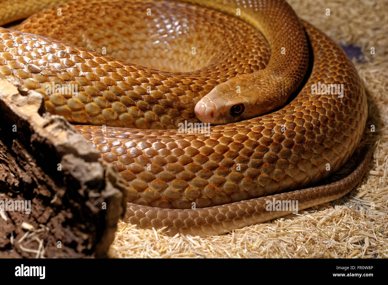 Coastal taipan snake hi-res stock photography and images - Alamy