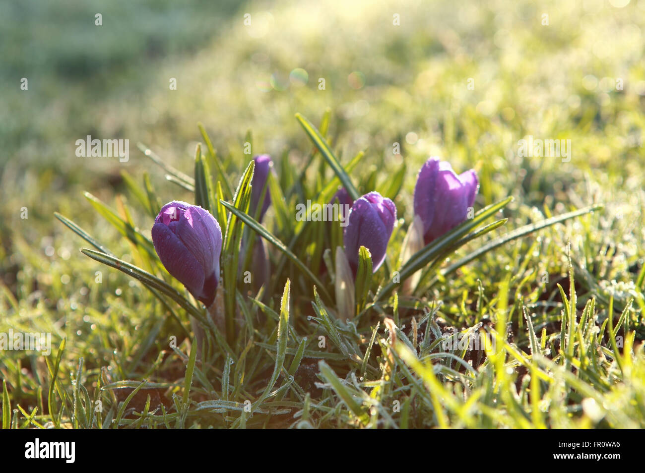 purple crocus flowers in spring sunshine Stock Photo - Alamy