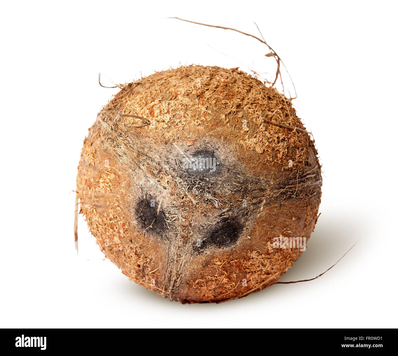 Coconut top view isolated on white background Stock Photo - Alamy