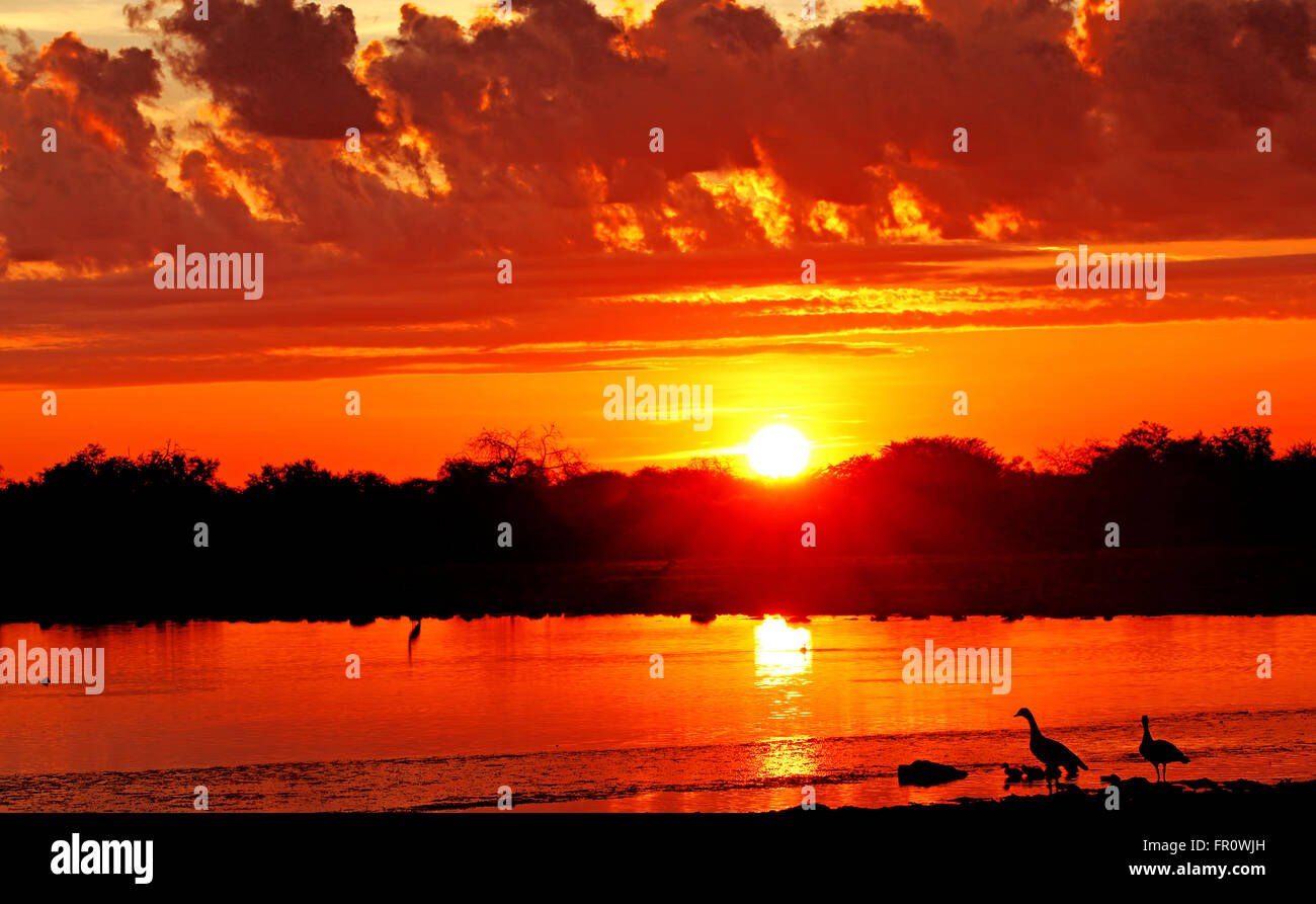 Nile geese hi-res stock photography and images - Alamy