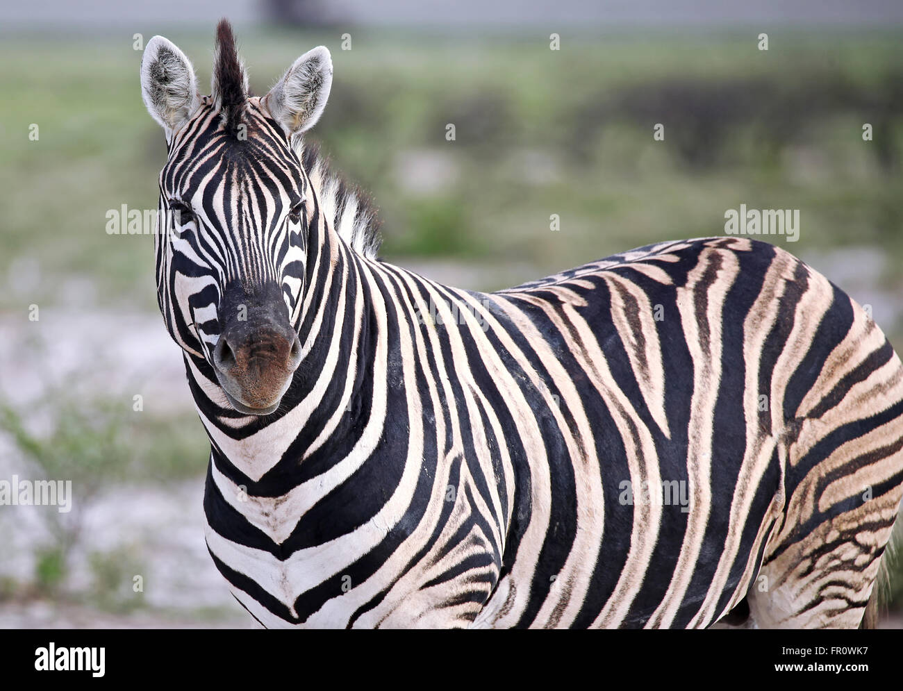Plains Zebra, Equus quagga, Etosha, Namibia Stock Photo - Alamy