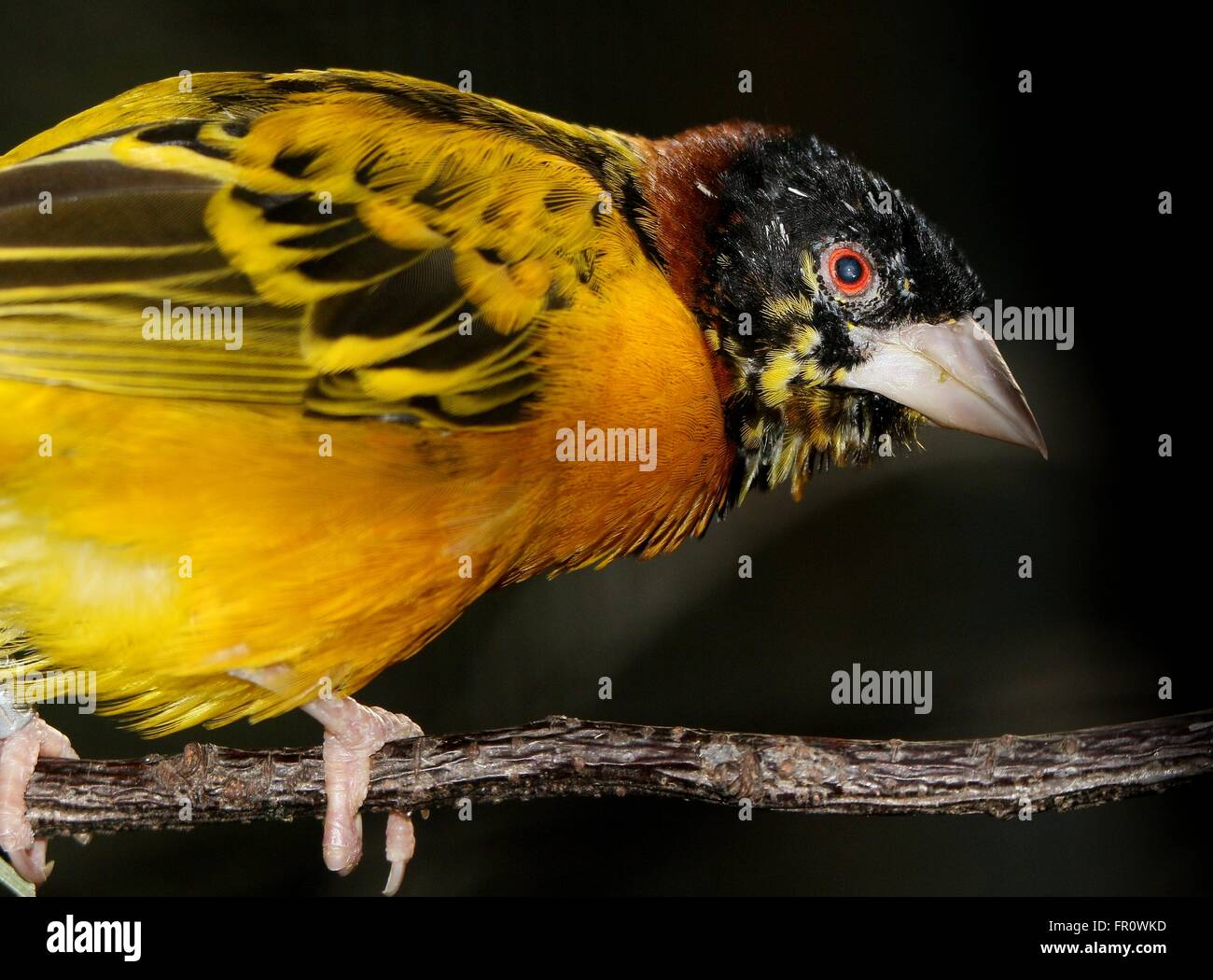 Male African Village Weaver bird (Ploceus cucullatus) in detailed close ...